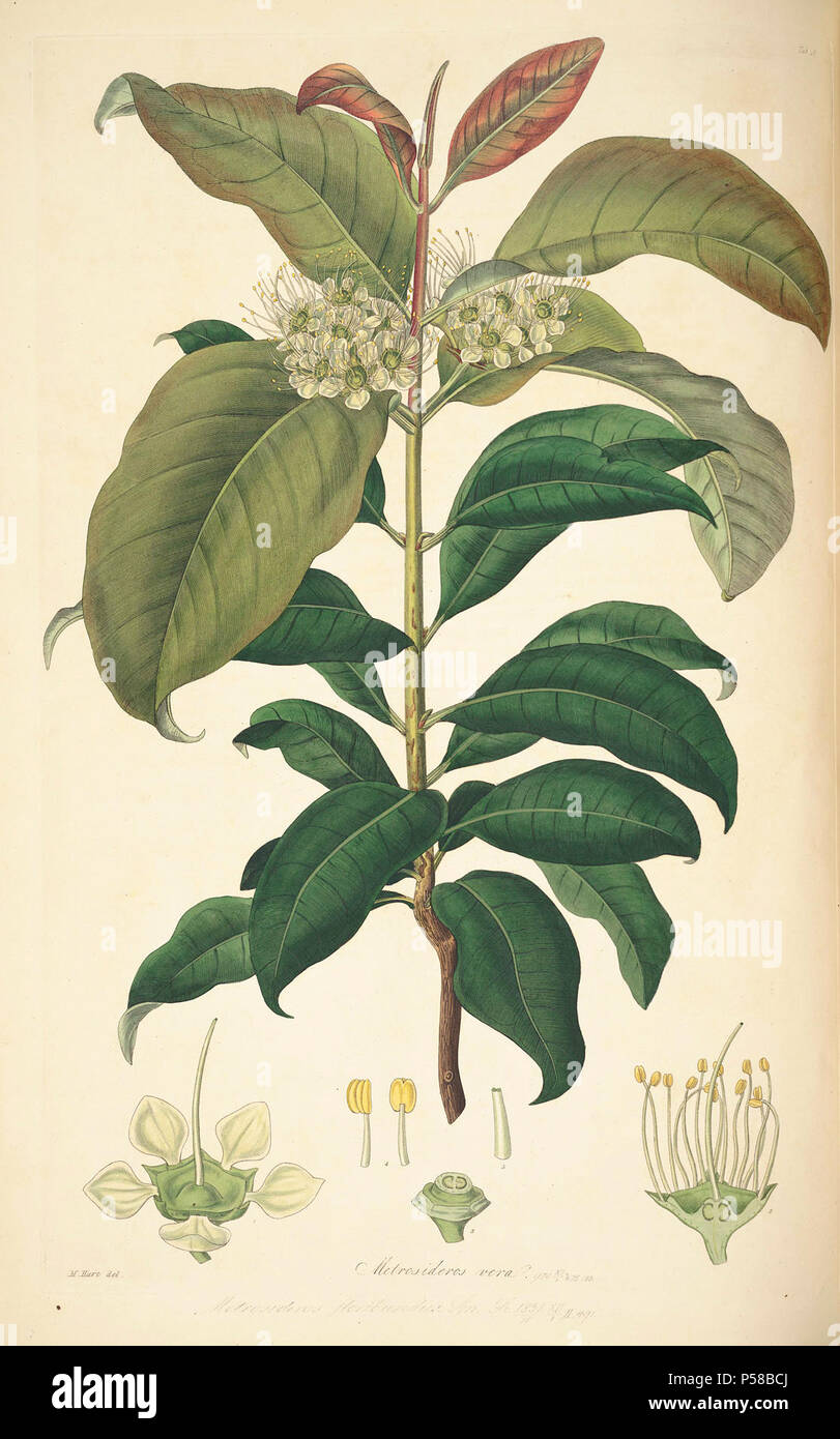 18 Metrosideros vera - John Lindley - Collectanea botanica (1821 Stock Photo - Alamy