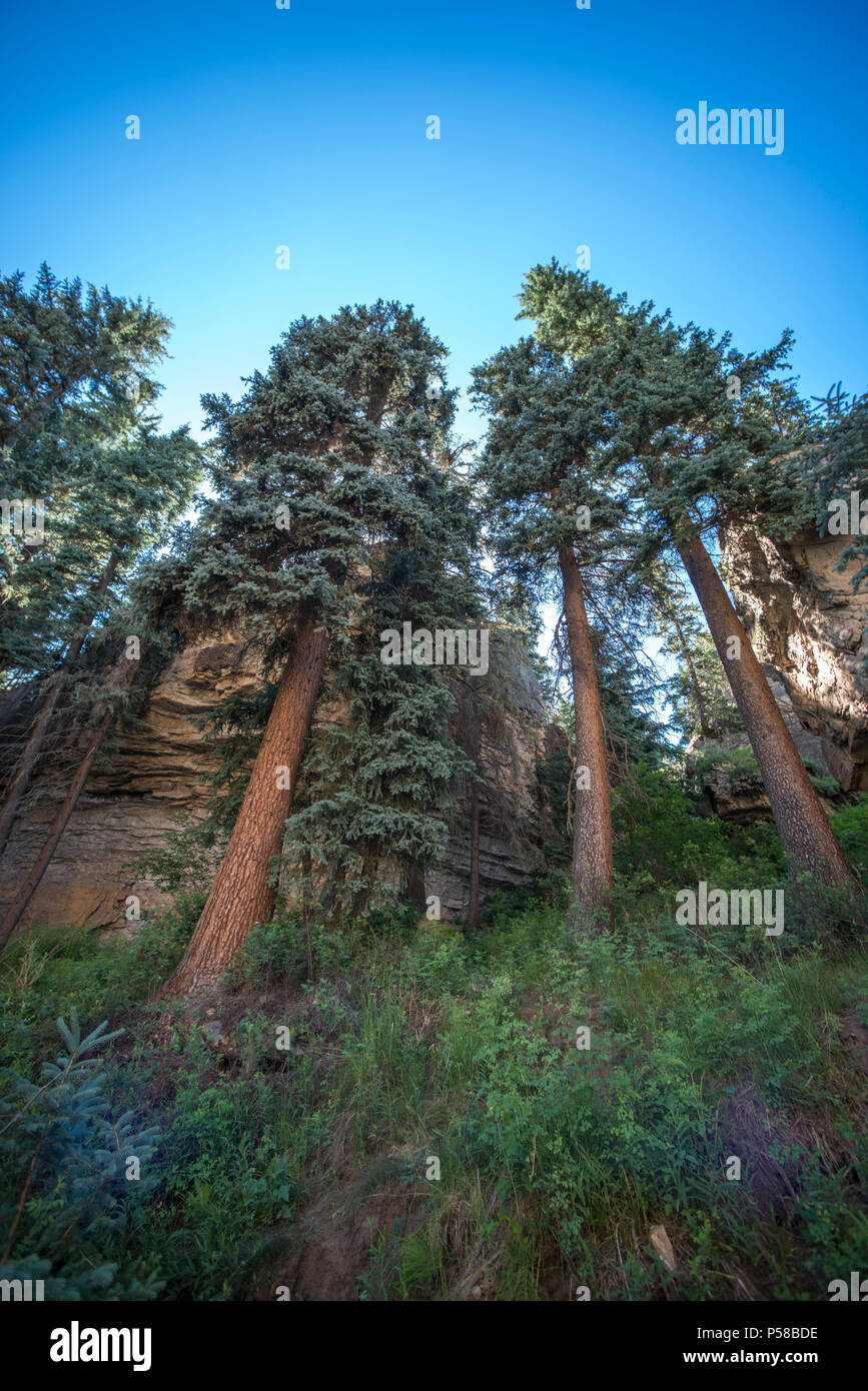 Forest and cliffs line the Piedra River Canyon, in the San Juan ...