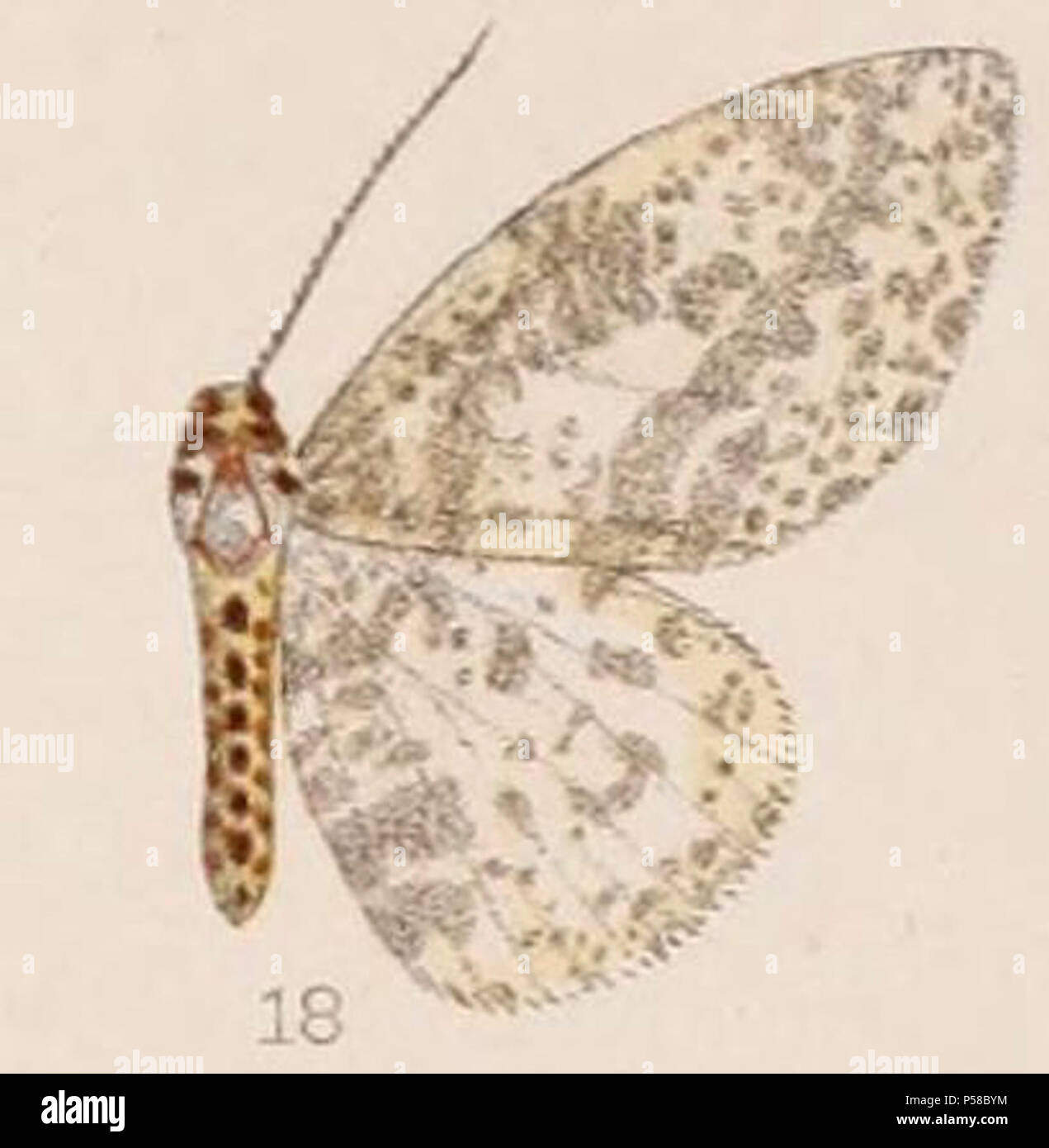 18 abraxas hi-res stock photography and images - Alamy