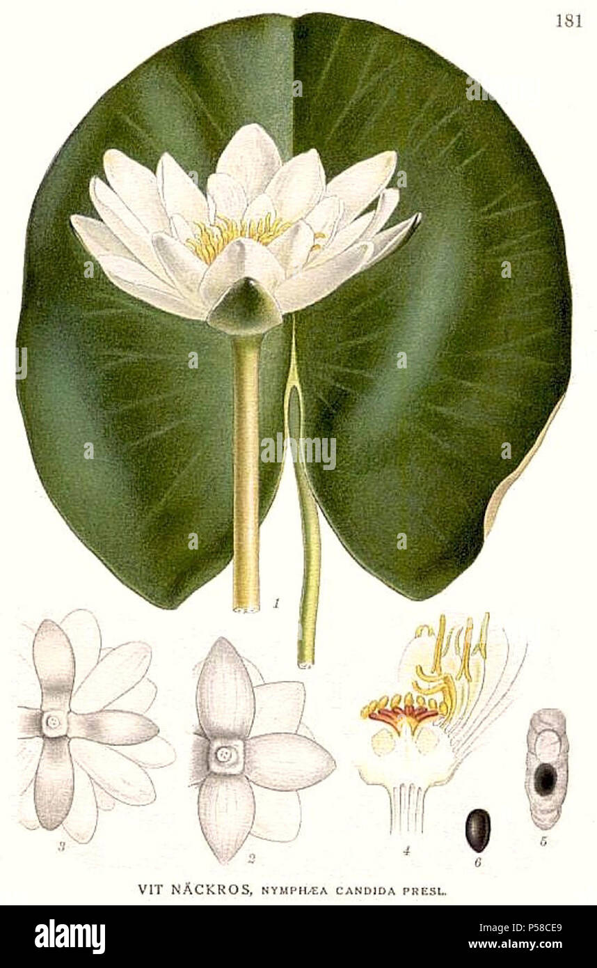 181 Nymphaea candida Stock Photo - Alamy