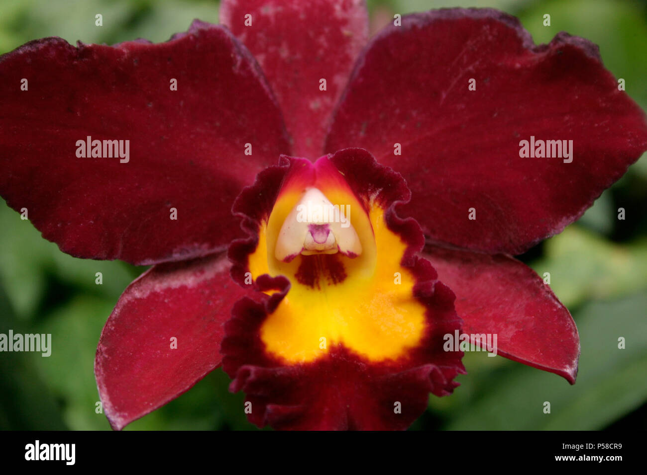 Dark red shoots hi-res stock photography and images - Alamy