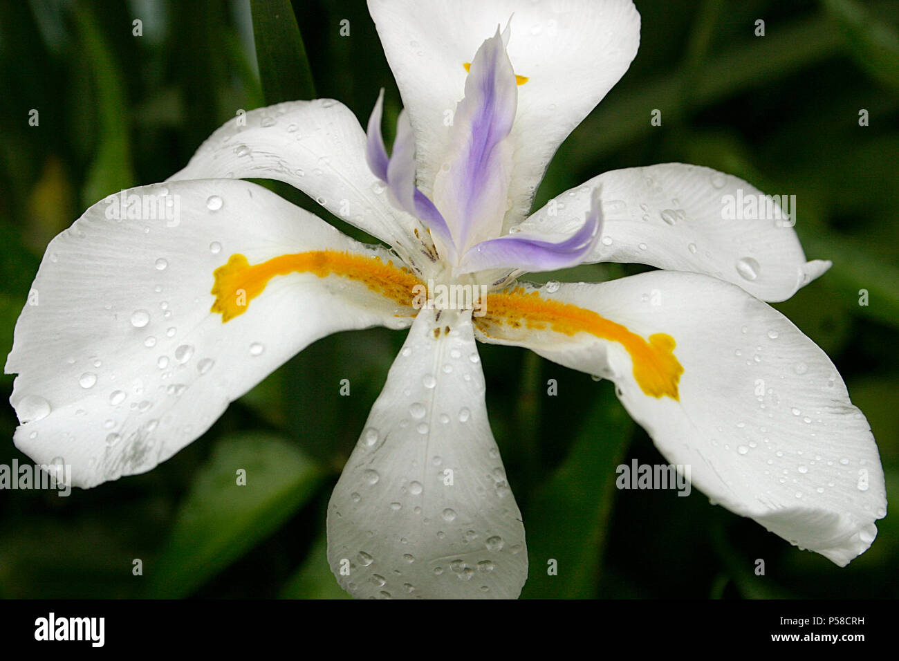 Iris shoots hi-res stock photography and images - Alamy