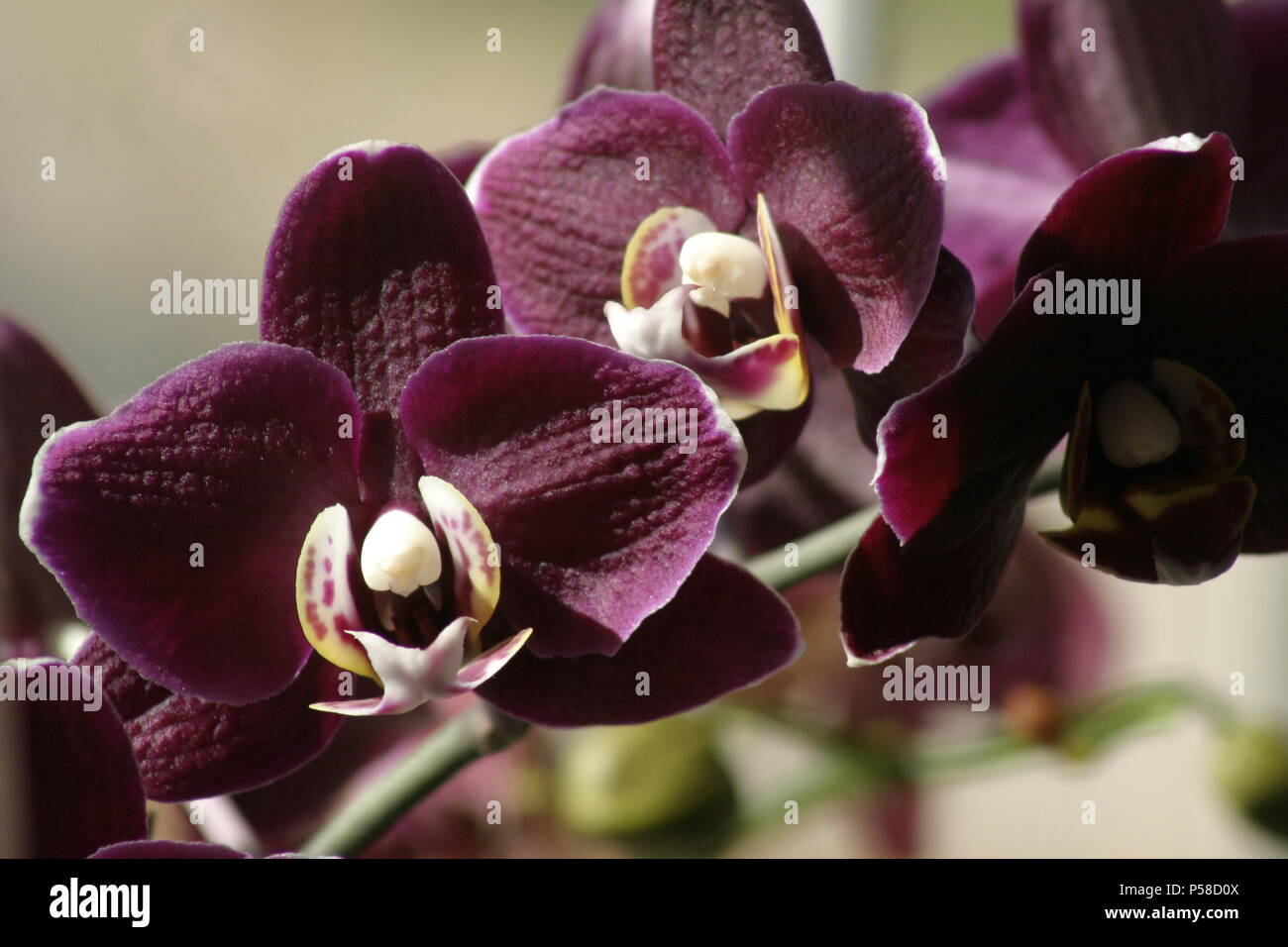 Dark Purple Orchids
