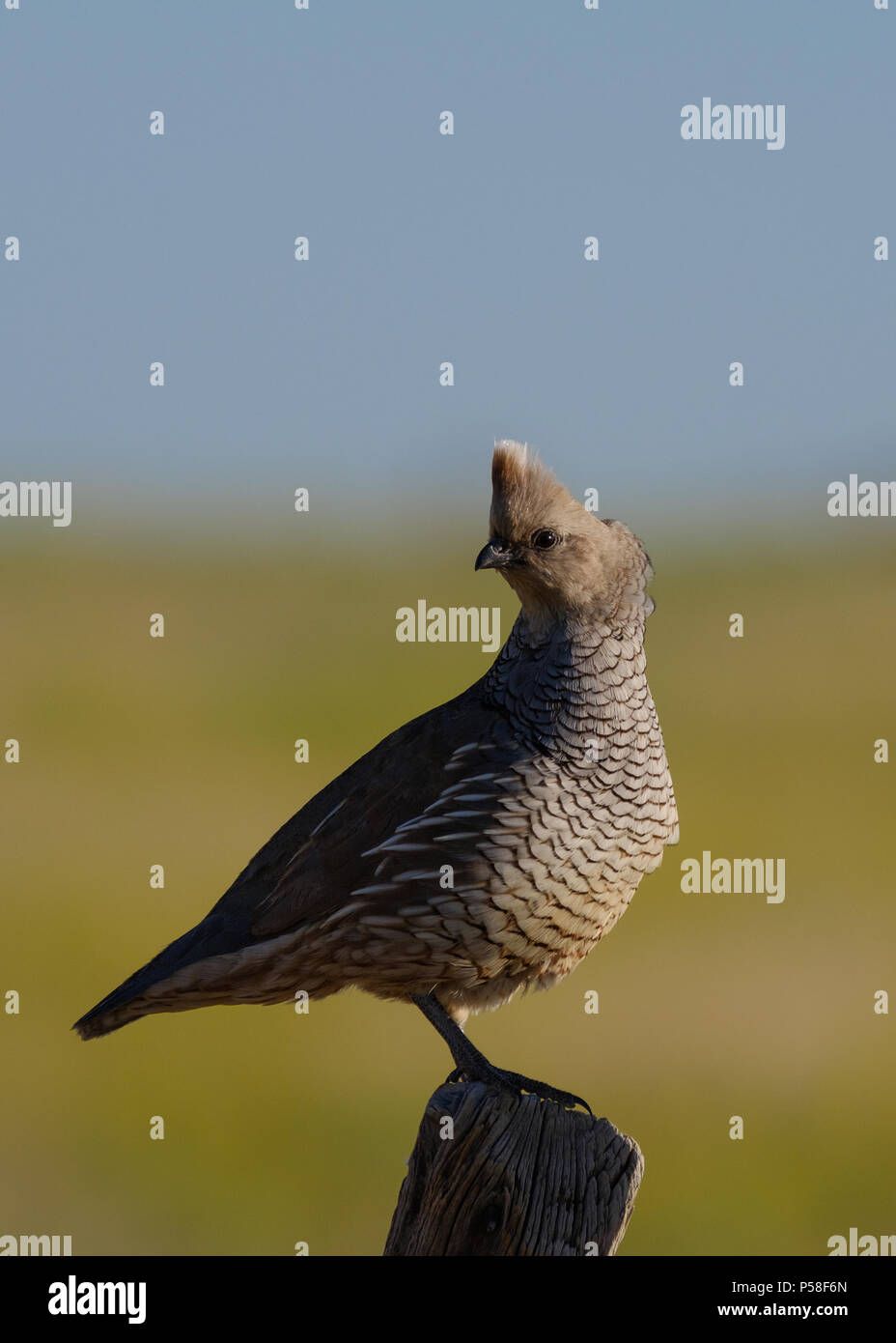 This scaled quail posed for a moment on top of this fence post right ...