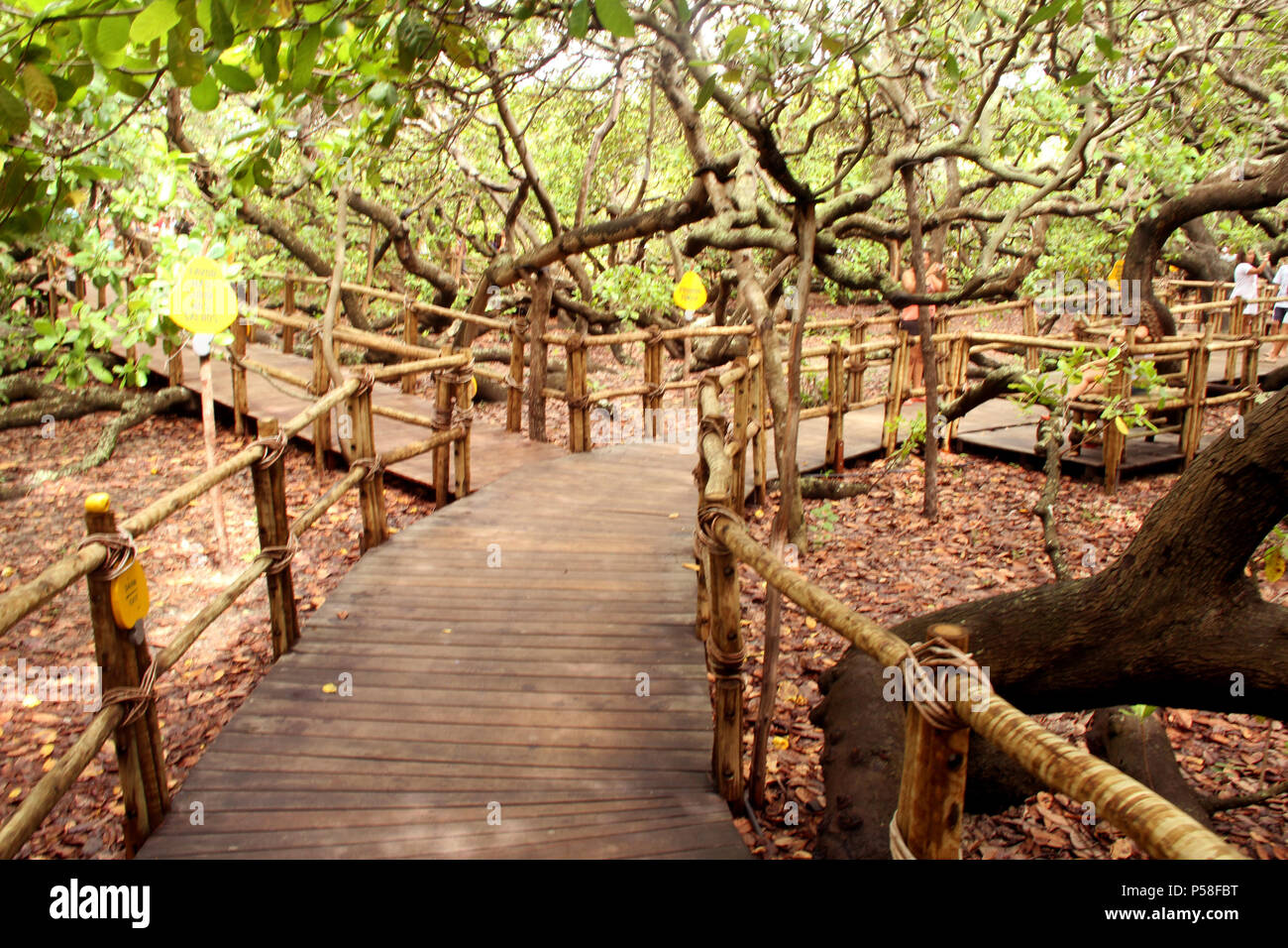 The biggest cashew tree, Pirangi do Norte, Rio Grande do Norte, Brazil ...