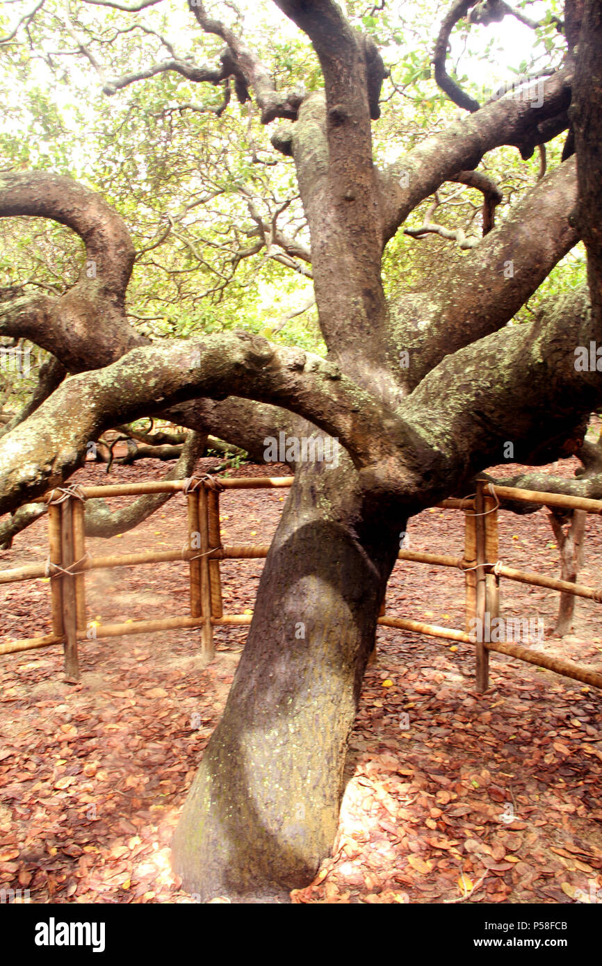 Pirangi cashew tree hi-res stock photography and images - Alamy