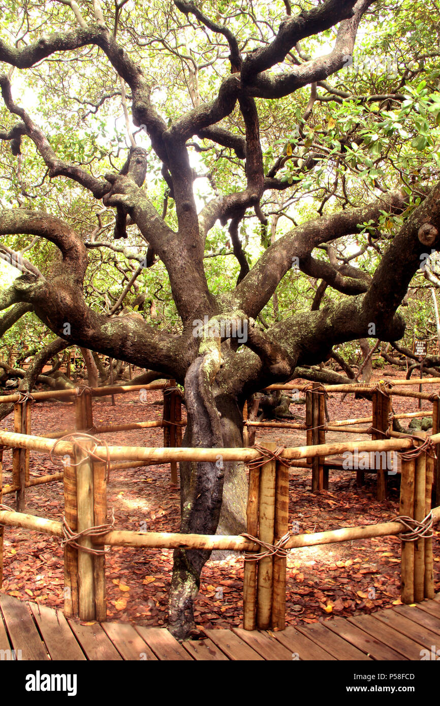 Pirangi cashew tree hi-res stock photography and images - Alamy