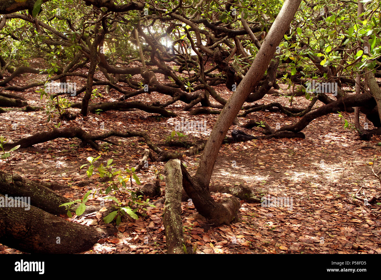 The biggest cashew tree, Pirangi do Norte, Rio Grande do Norte, Brazil ...