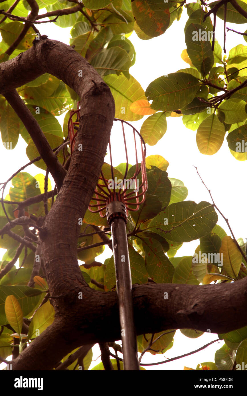 Pirangi cashew tree hi-res stock photography and images - Alamy