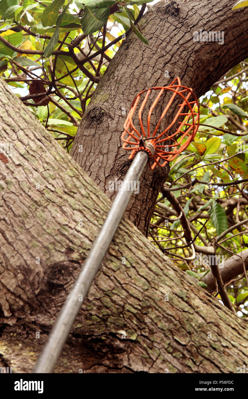 Pirangi cashew tree hi-res stock photography and images - Alamy