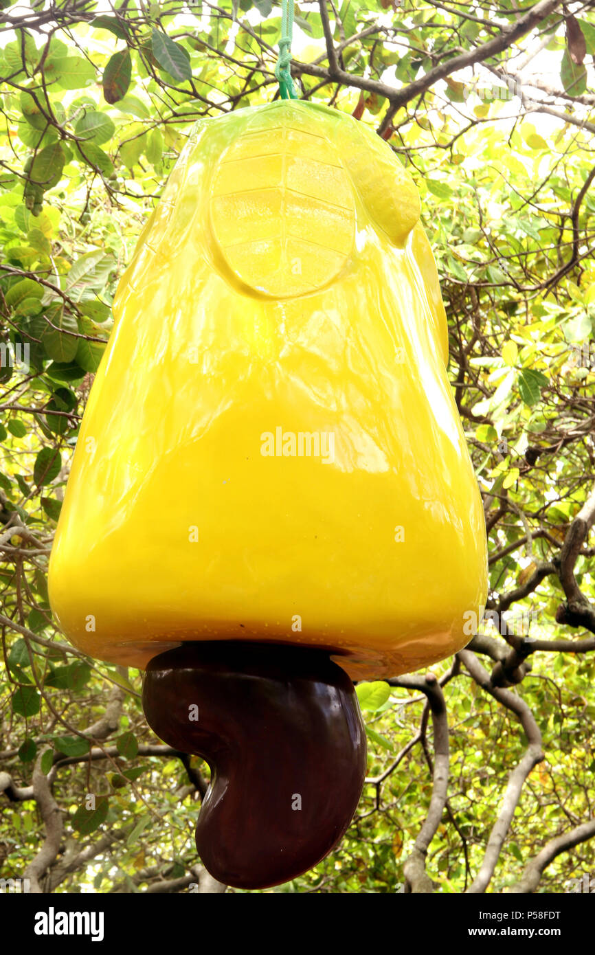 Pirangi cashew tree hi-res stock photography and images - Alamy