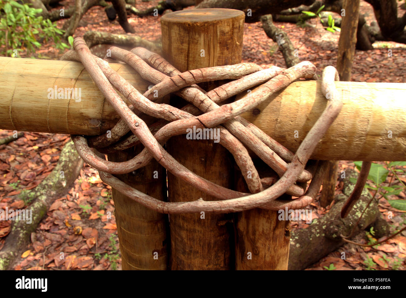 The biggest cashew tree, Pirangi do Norte, Rio Grande do Norte, Brazil ...