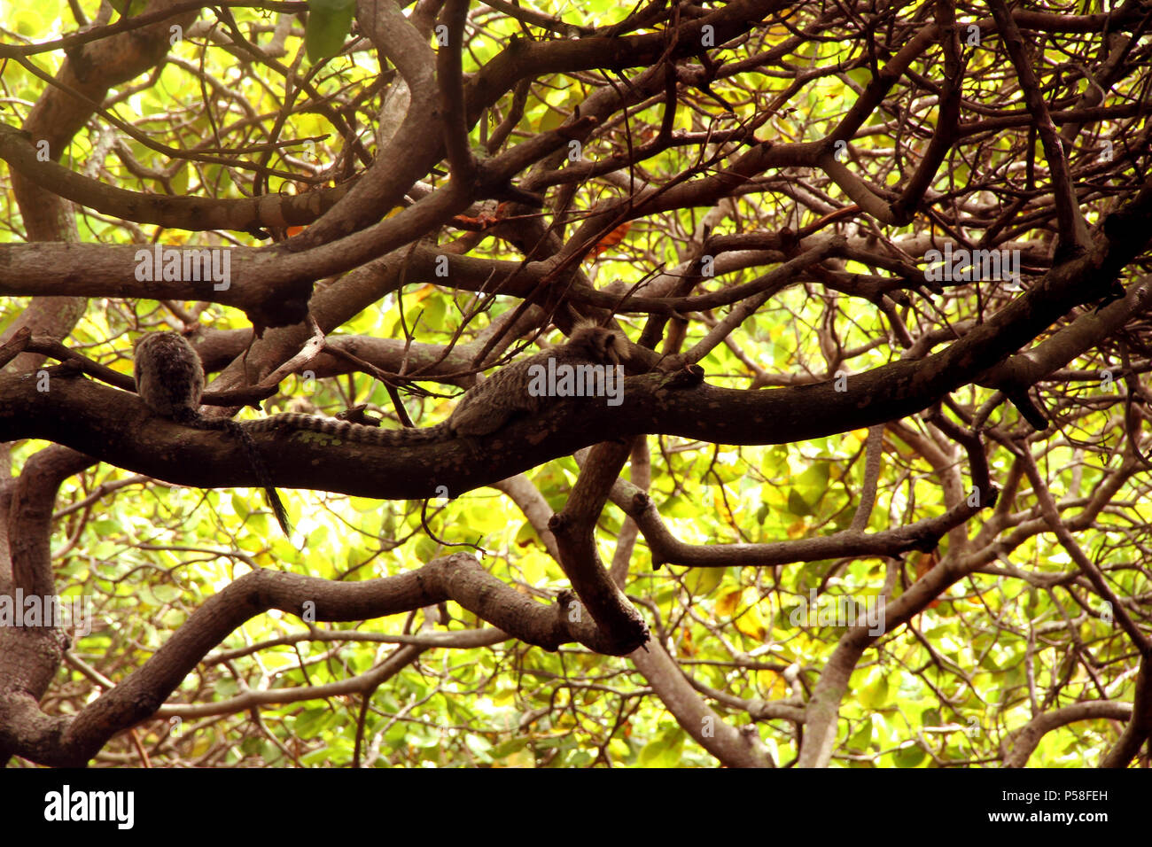 Litoral sul do rio grande do norte hi-res stock photography and images ...