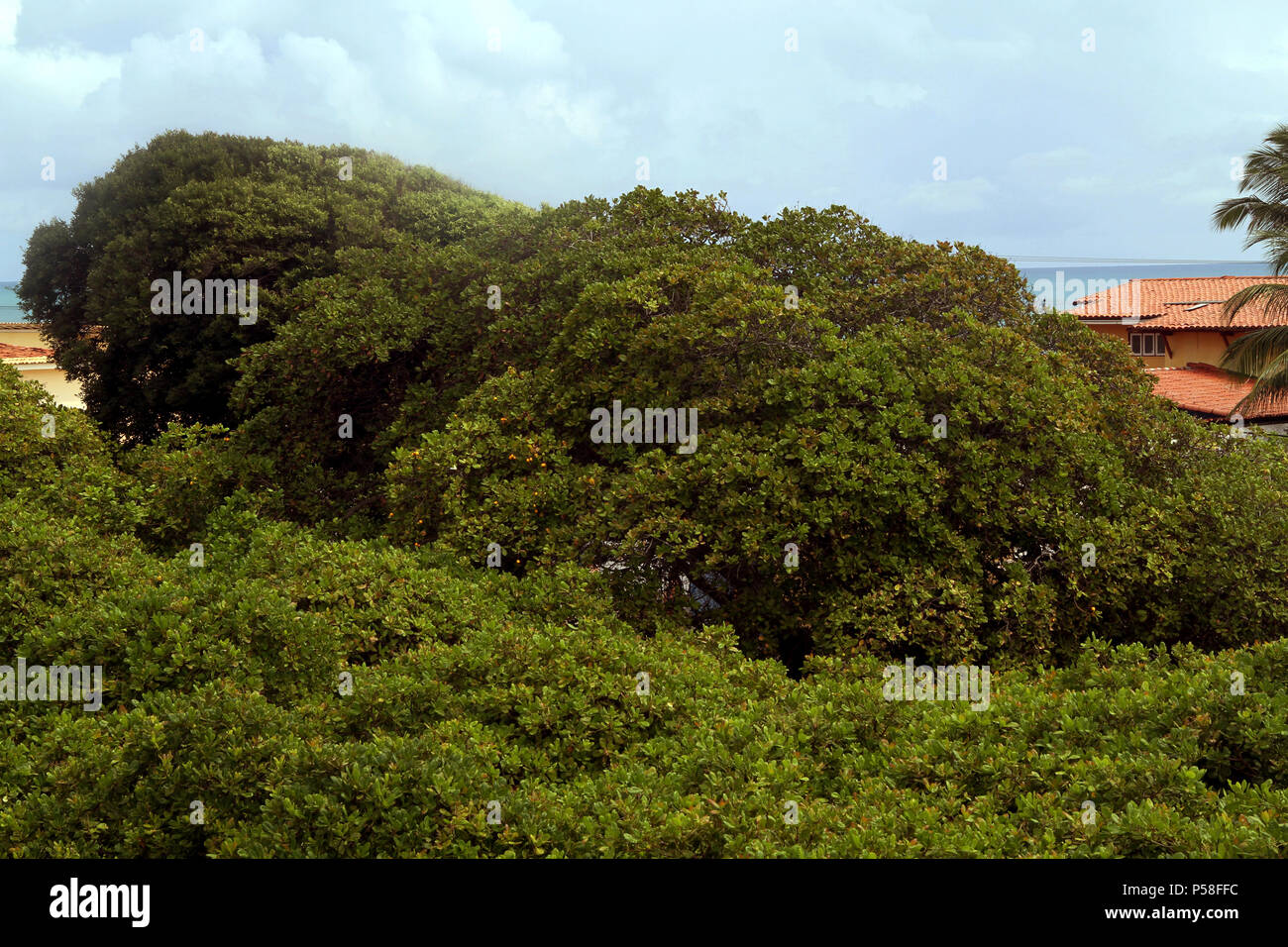 Litoral sul do rio grande do norte hi-res stock photography and images ...
