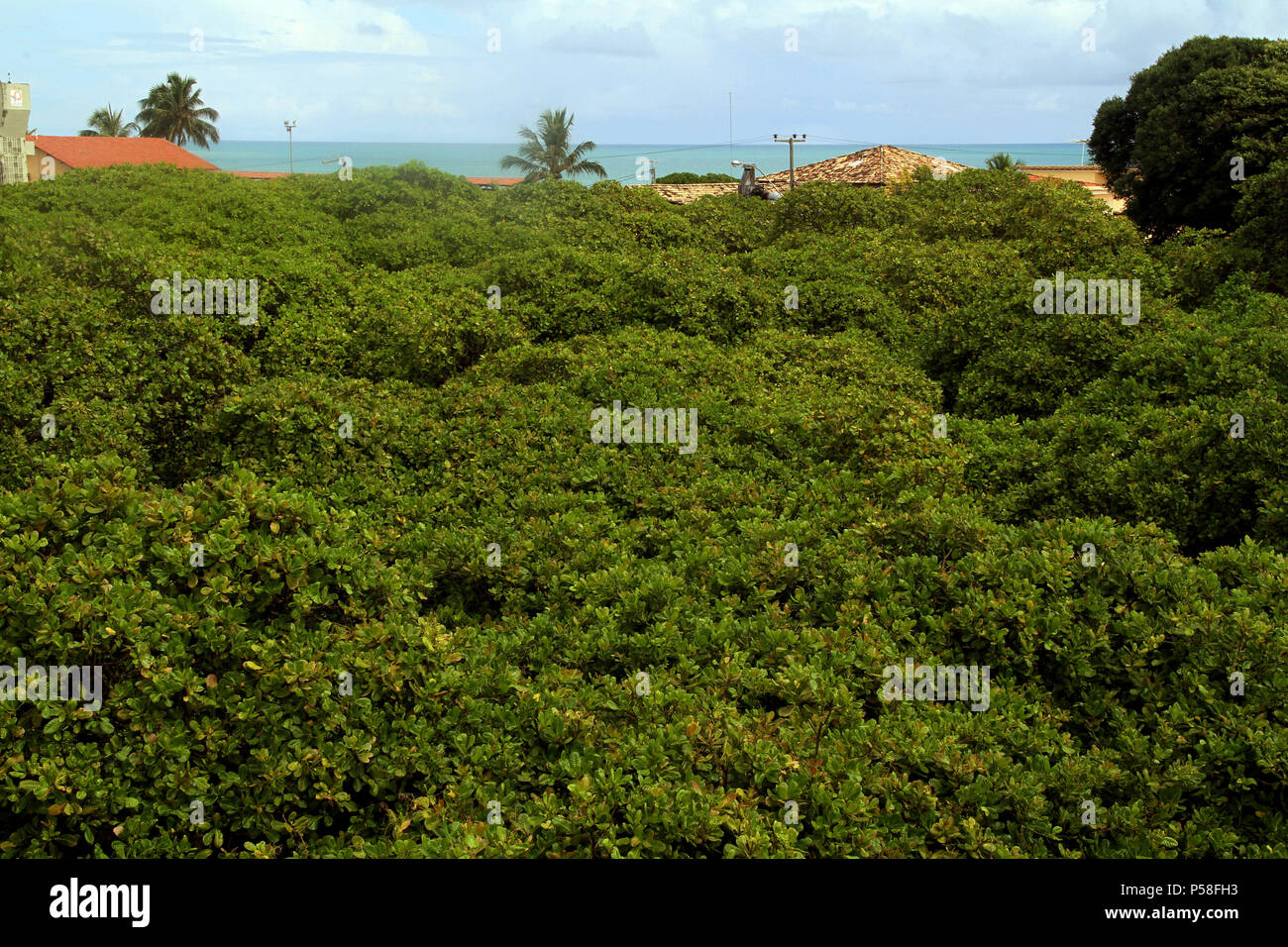 The biggest cashew tree, Pirangi do Norte, Rio Grande do Norte, Brazil ...