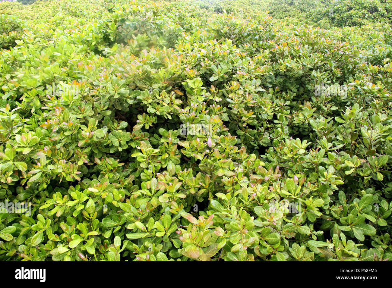 The biggest cashew tree, Pirangi do Norte, Rio Grande do Norte, Brazil ...