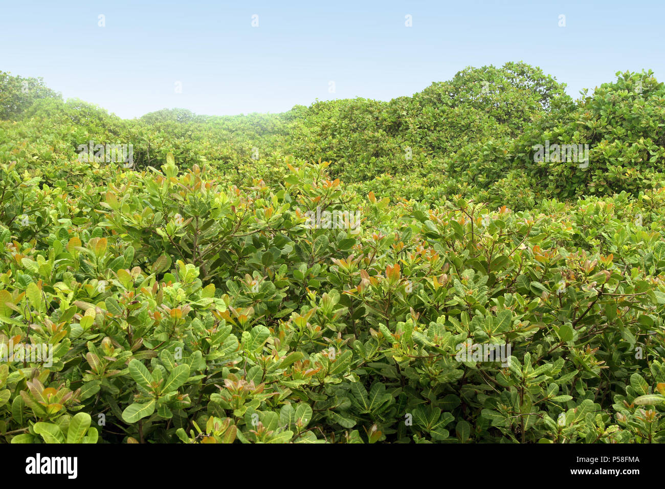 The biggest cashew tree, Pirangi do Norte, Rio Grande do Norte, Brazil ...
