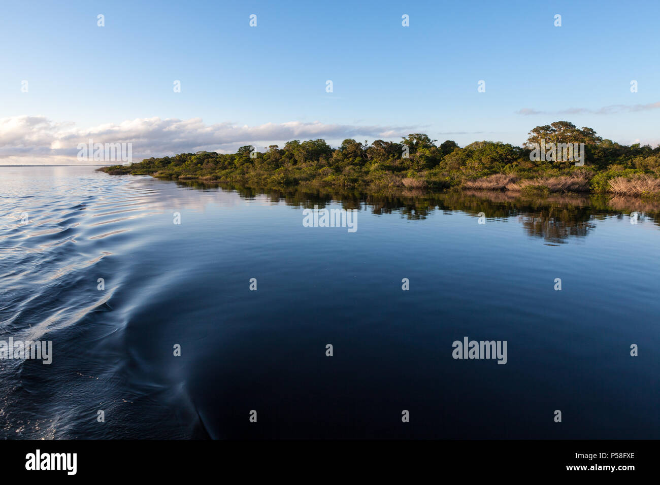 Amazonas, Brazil - River bank in the Amazon rainforest with dark waters ...