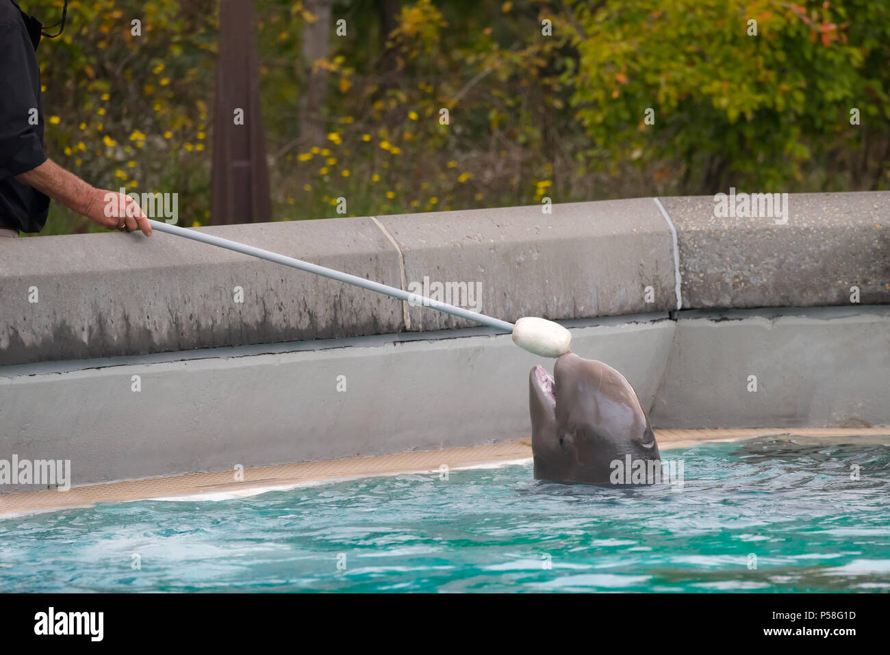 Beluga whale beluga hi-res stock photography and images - Alamy