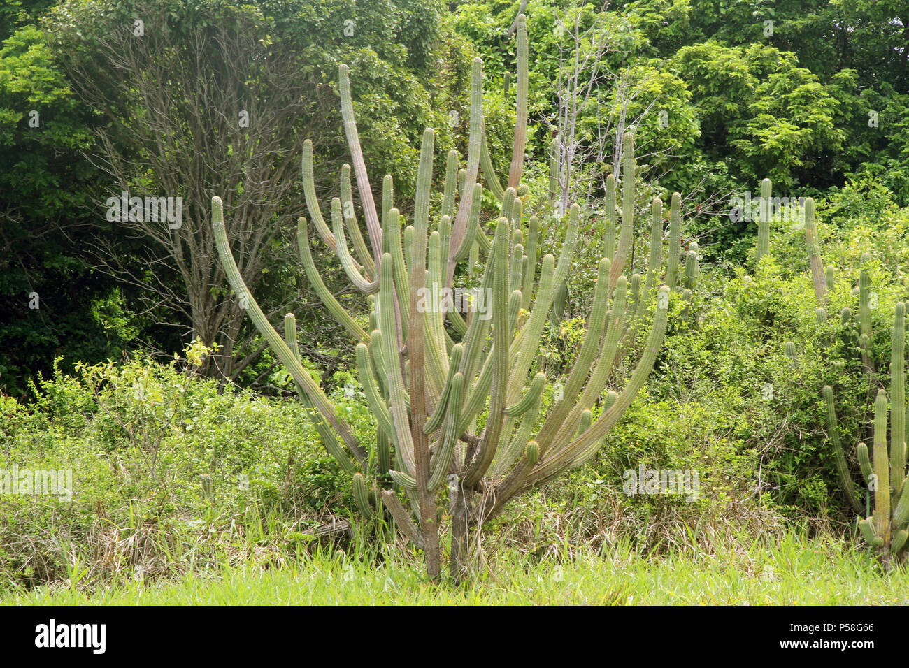 Barra de tabatinga beach hi-res stock photography and images - Alamy