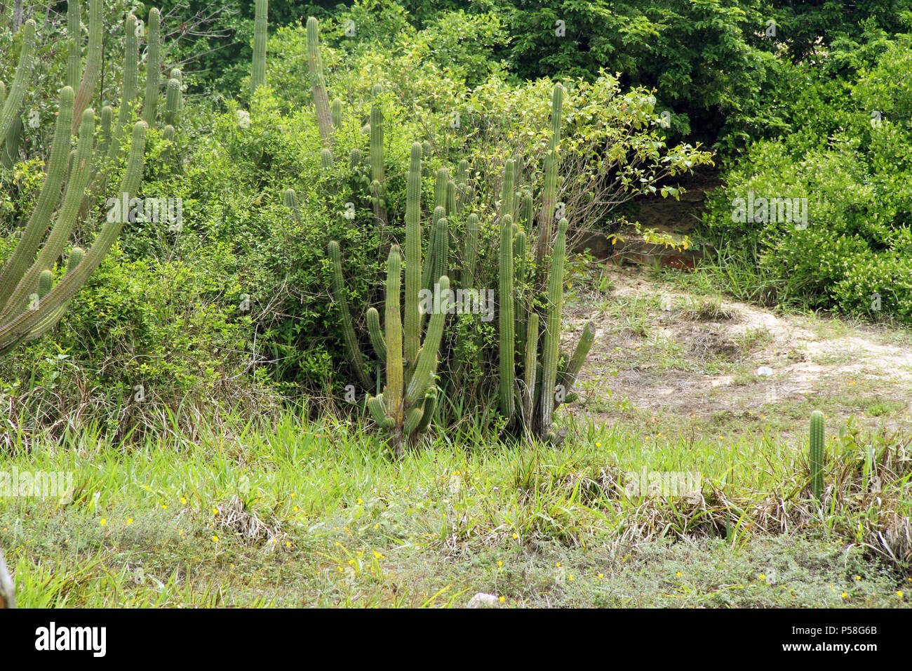 Barra de tabatinga beach hi-res stock photography and images - Alamy