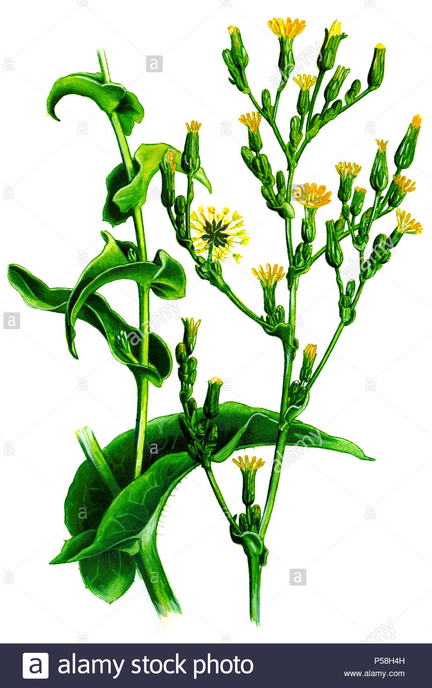 Poisonous Lettuce Stock Photos & Poisonous Lettuce Stock Images - Alamy
