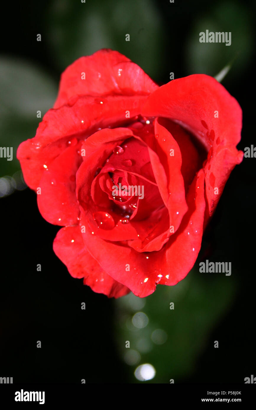 Light red rose with rain drops hi-res stock photography and images - Alamy