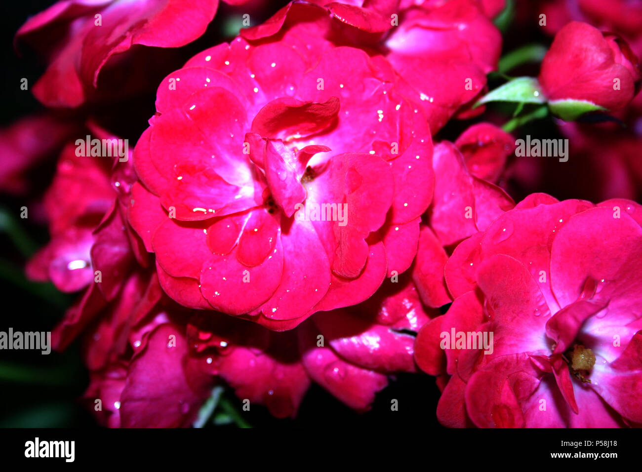 Pink roses covered in rain drops Stock Photo - Alamy