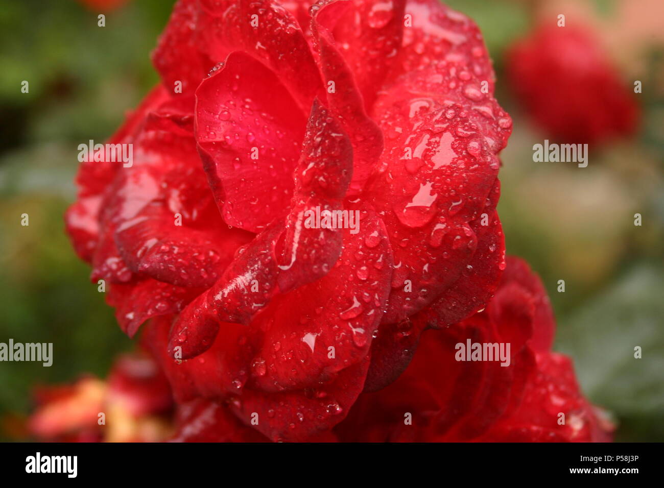 Light red rose with rain drops hi-res stock photography and images - Alamy