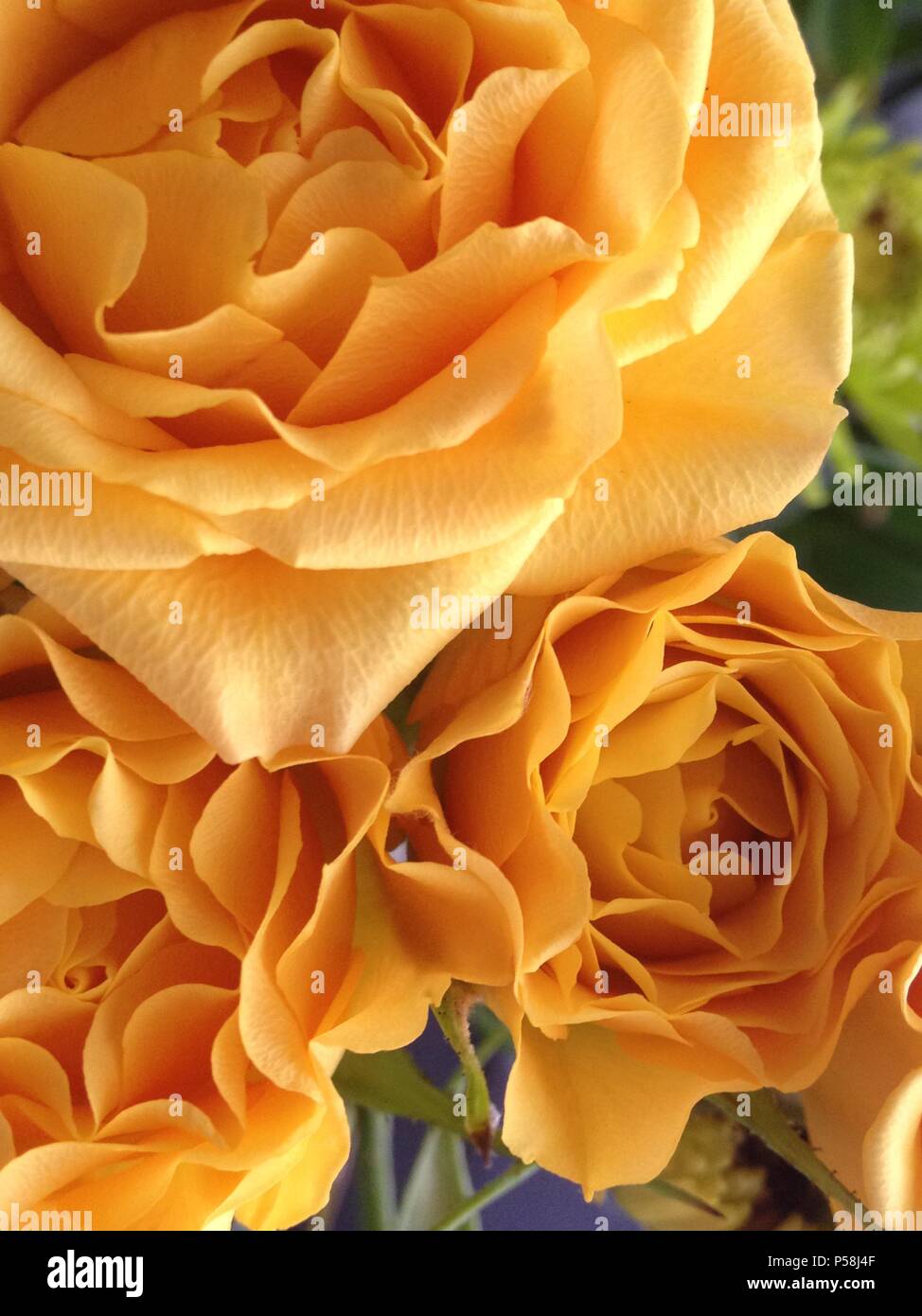 Soft yellow roses hi-res stock photography and images - Alamy