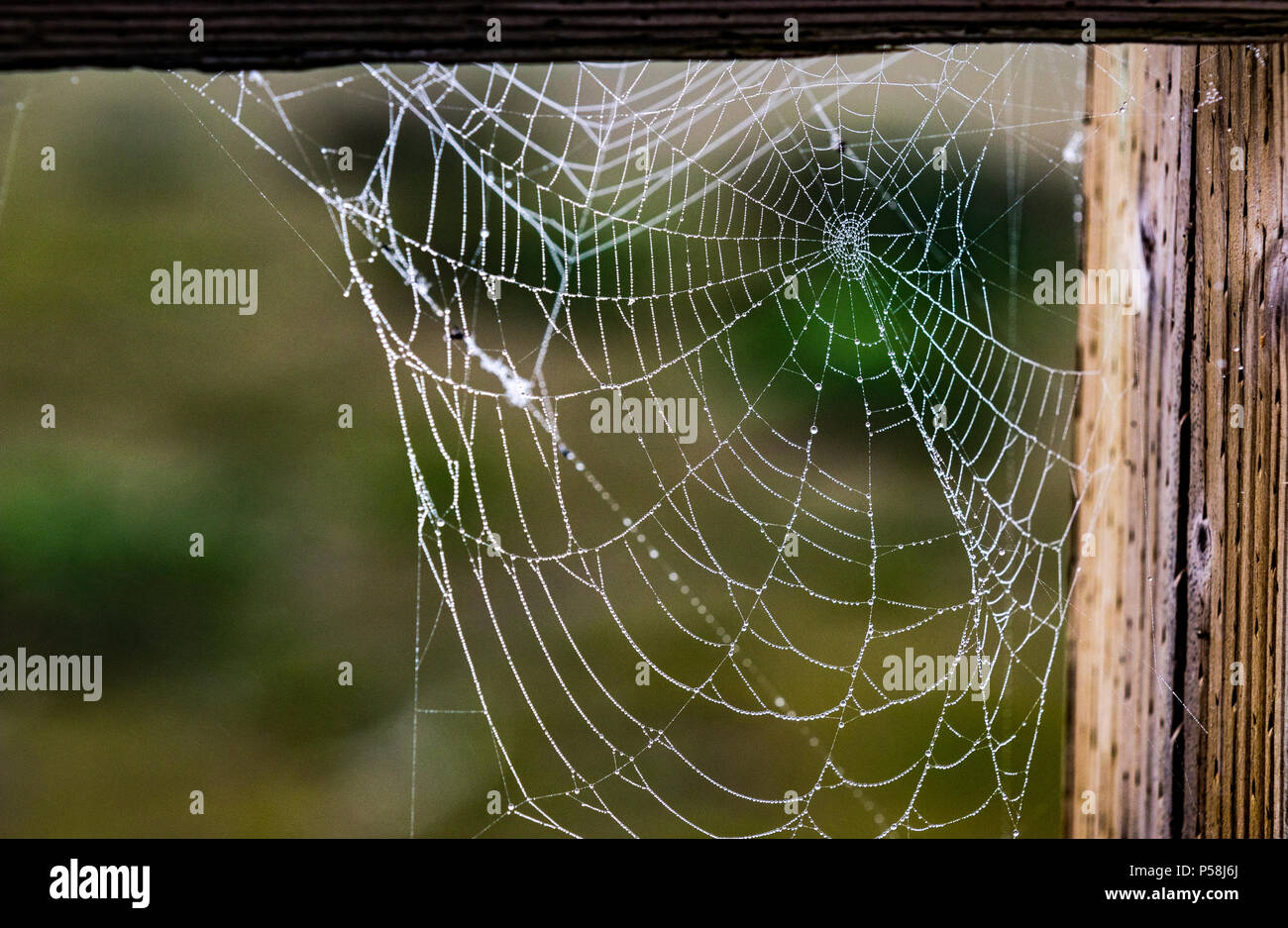 Tattered dew soaked worn out spider web falling apart Stock Photo - Alamy