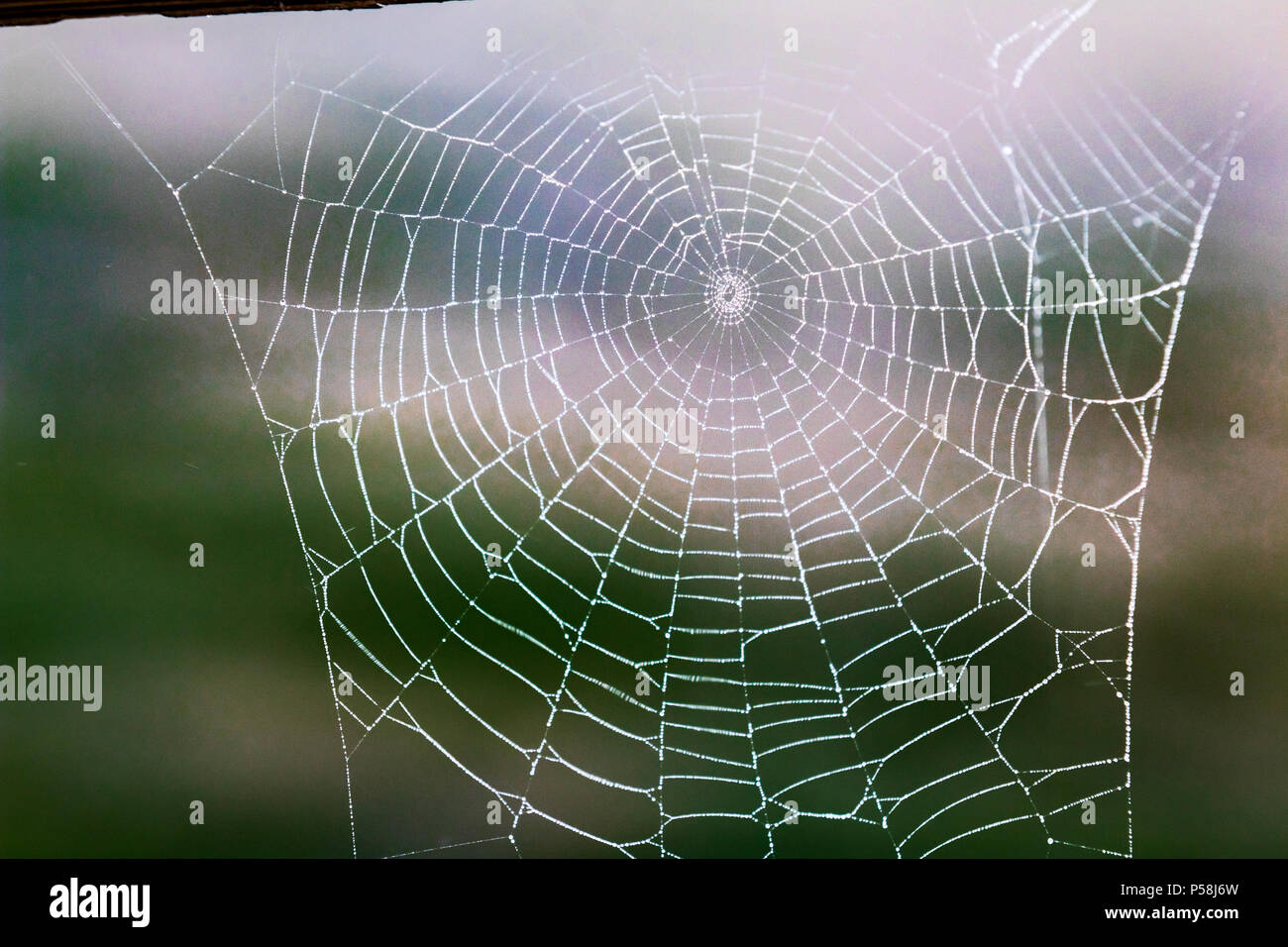 Tattered dew soaked worn out spider web falling apart Stock Photo - Alamy