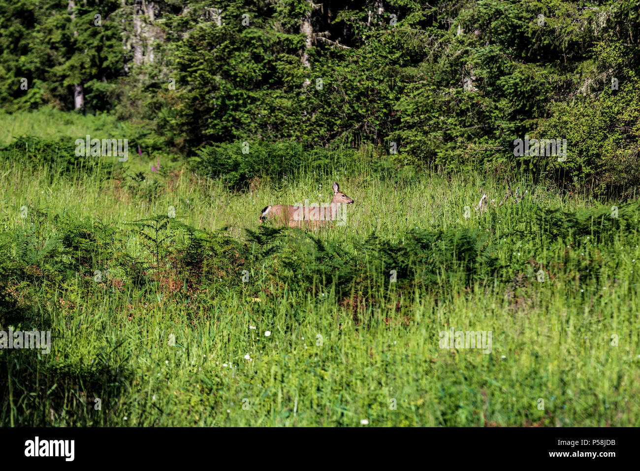Doe walking in field hi-res stock photography and images - Alamy