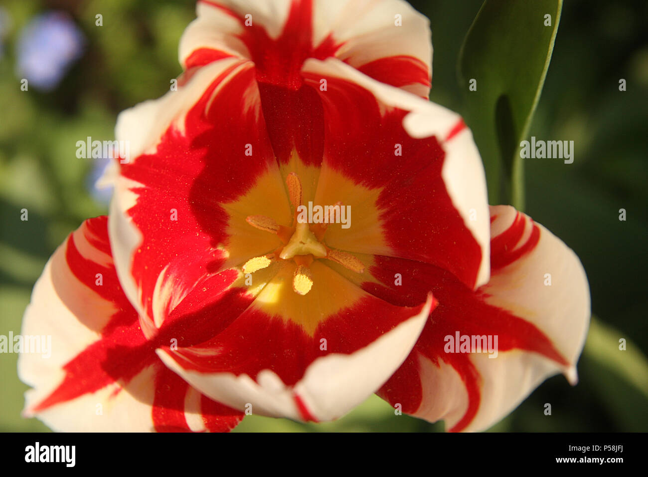 Bicolor tulip hi-res stock photography and images - Alamy