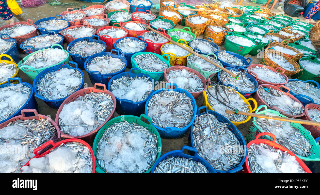 Anchovy after the catch is sold at the seafood market. This fish is ...
