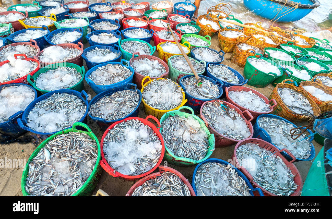 Anchovy after the catch is sold at the seafood market. This fish is ...