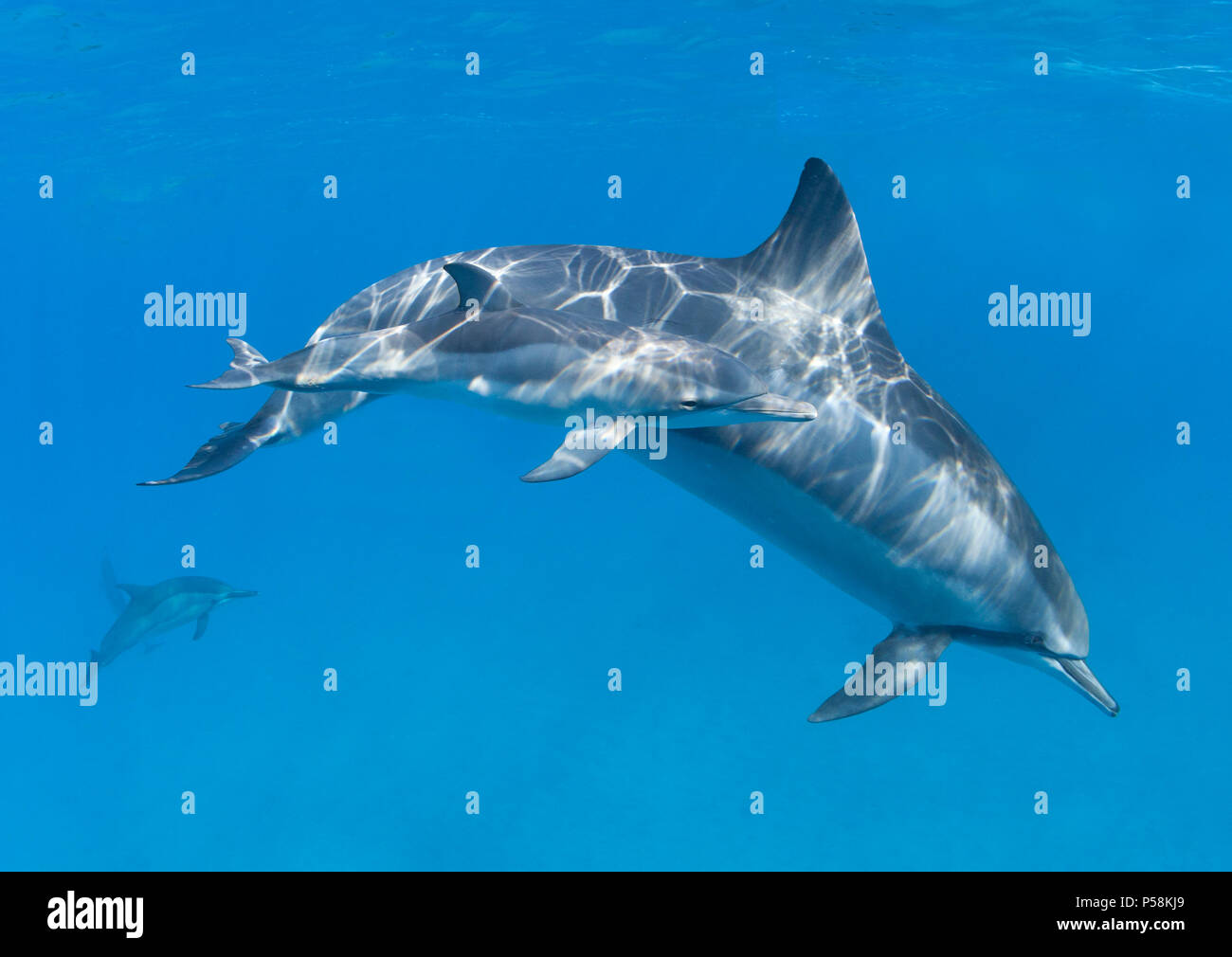 Mom and calf spinner dolphins off the coast of Maui Stock Photo - Alamy