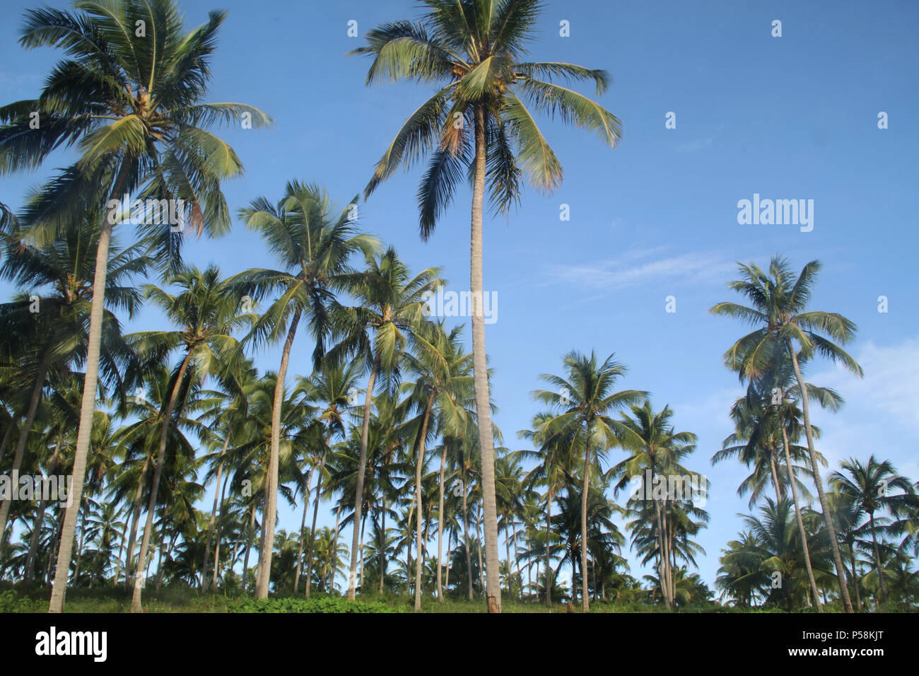 Coconut plantation brazil hi-res stock photography and images - Alamy