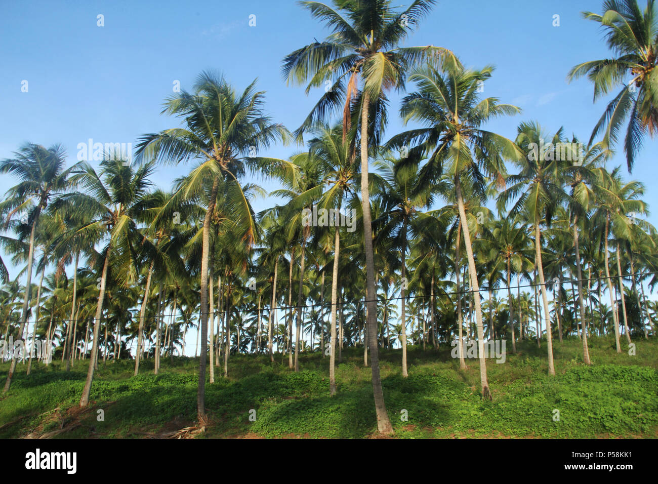 Coconut field hi-res stock photography and images - Alamy