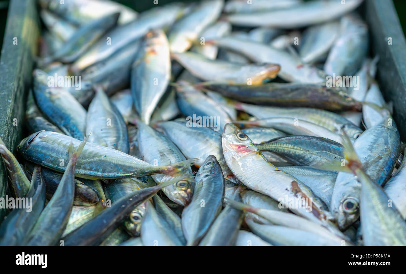 Round scad after the catch sold in the seafood market is a nutritious ...