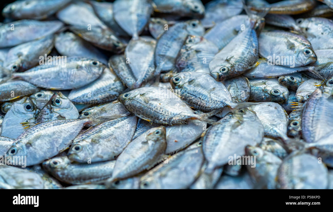 Ponyfish after the catch sold in the seafood market is a nutritious ...