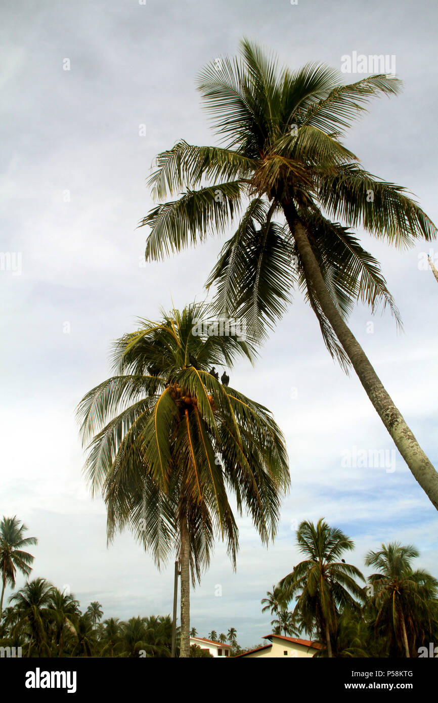 Pititinga beach, Rio do Fogo, Rio Grande do Norte, Brazil Stock Photo ...