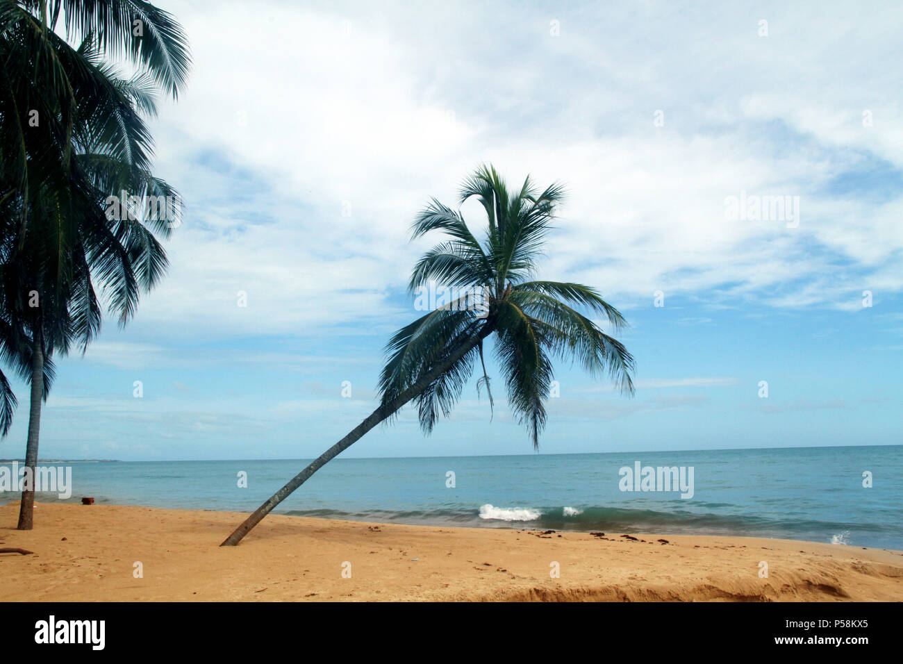 Pititinga hi-res stock photography and images - Alamy