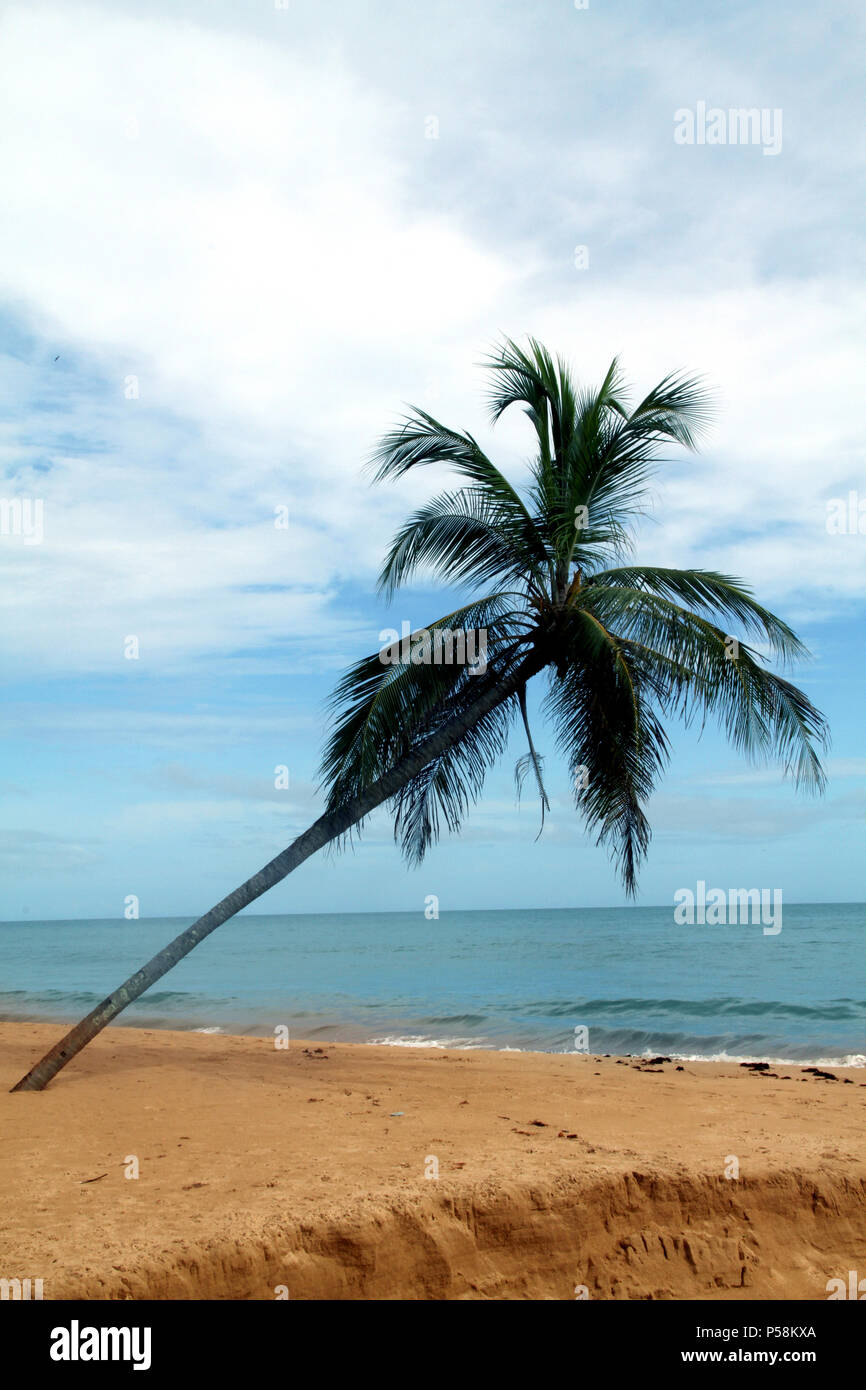 Pititinga hi-res stock photography and images - Alamy