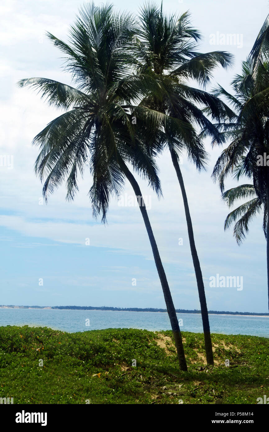 Zombie Palm Tree High Resolution Stock Photography and Images - Alamy