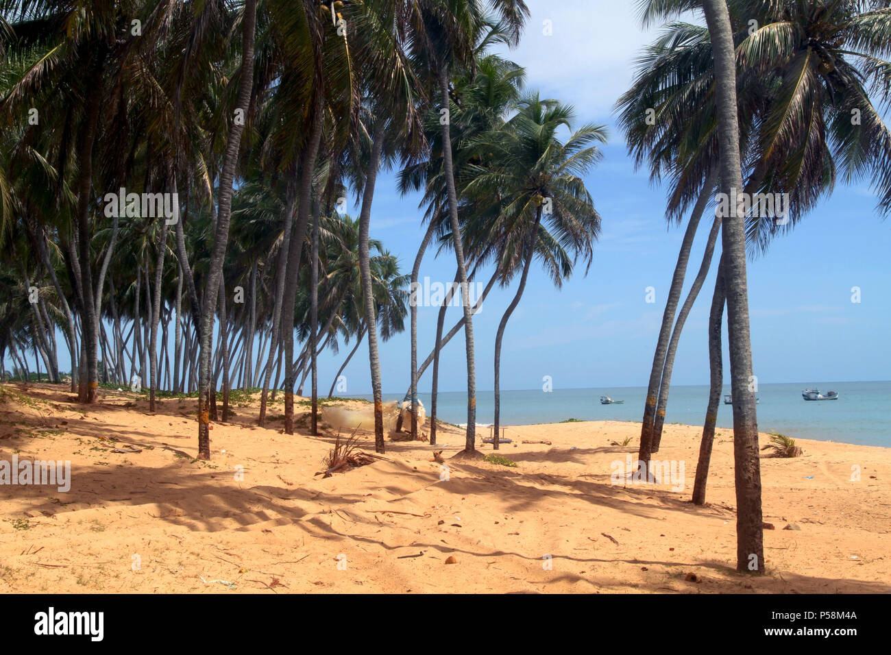 Zombie Palm Tree High Resolution Stock Photography and Images - Alamy