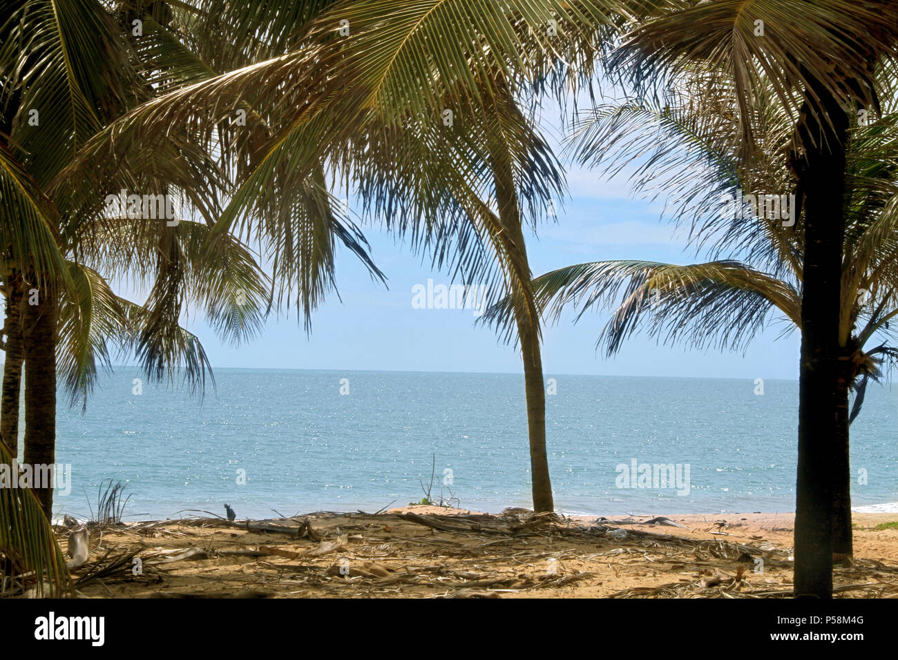 Zombie palm tree hi-res stock photography and images - Alamy