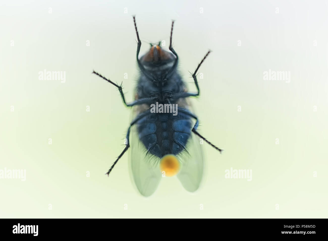 Big fly hi-res stock photography and images - Alamy