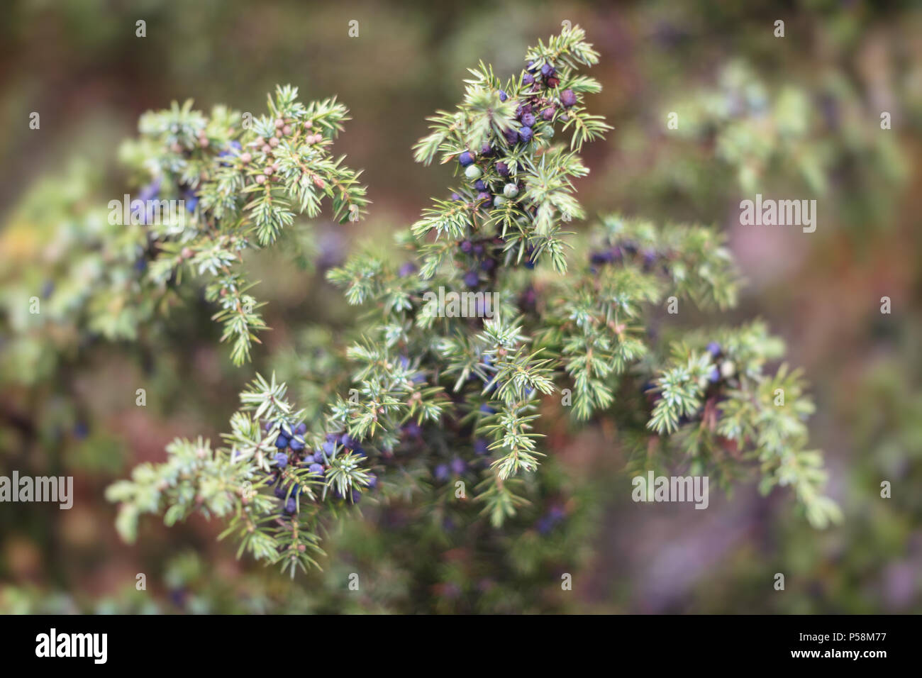 Juniper berries in blue on a green bush Stock Photo - Alamy
