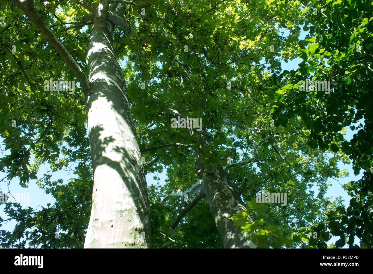 Old big leaf maple tree hi-res stock photography and images - Alamy